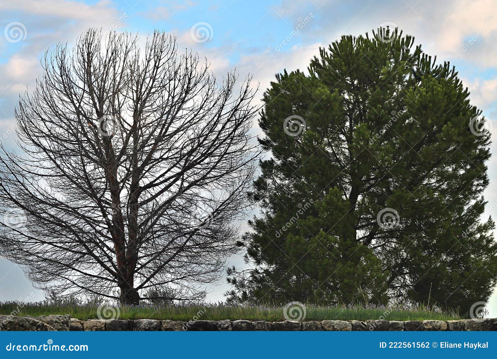 Dead and Alive stock photo. Image of environment, nature - 222561562
