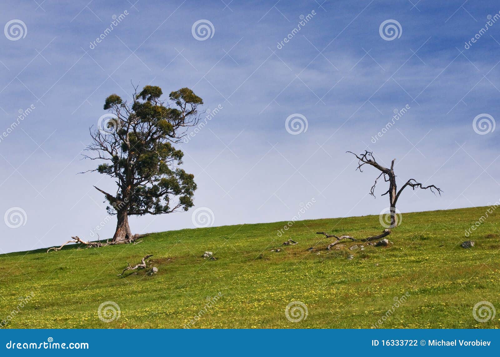 Dead and alive trees stock photo. Image of empty, beauty - 16333722