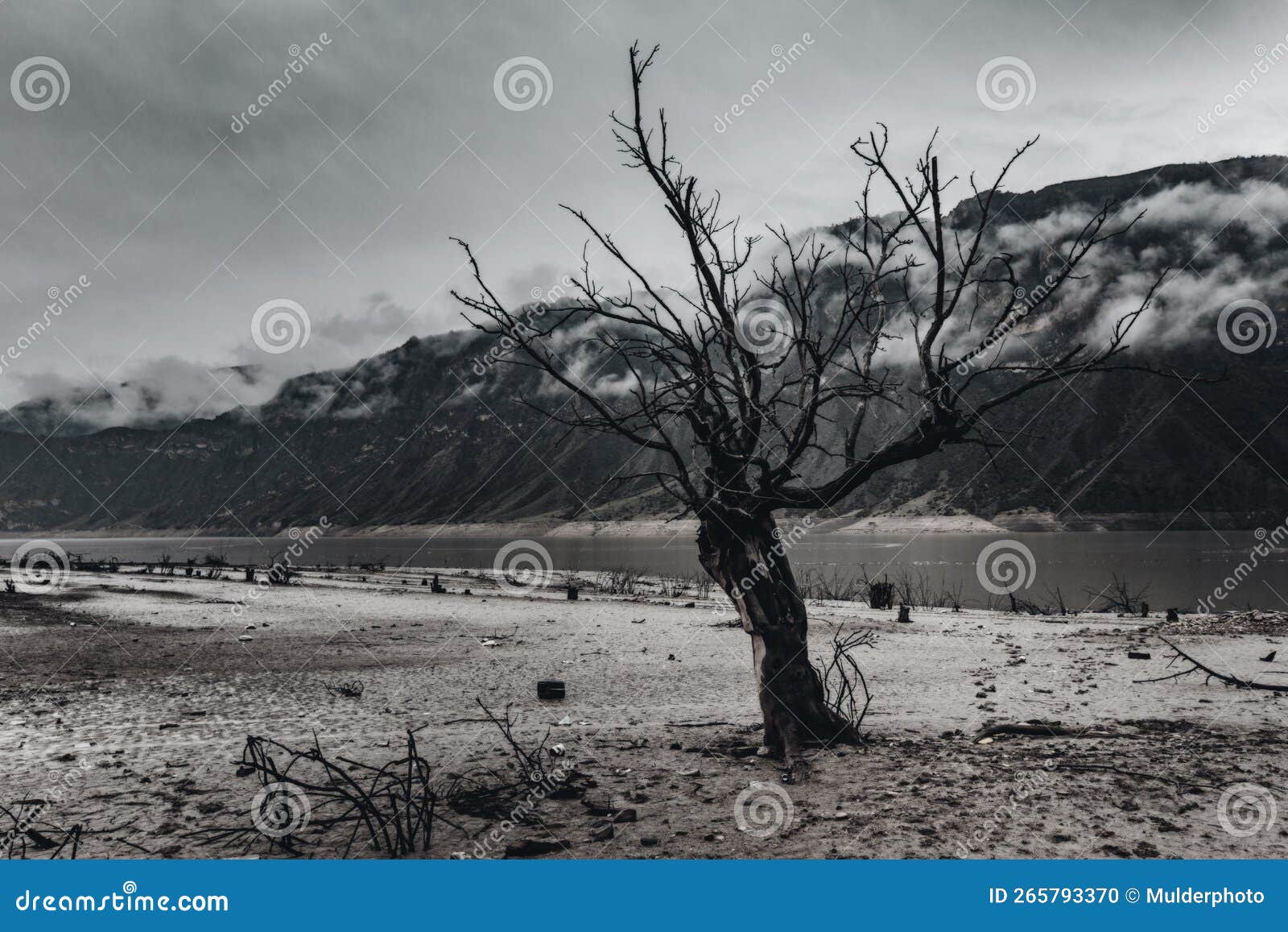 Dead Alone Bare Tree on Wastelands Stock Photo - Image of grungy ...