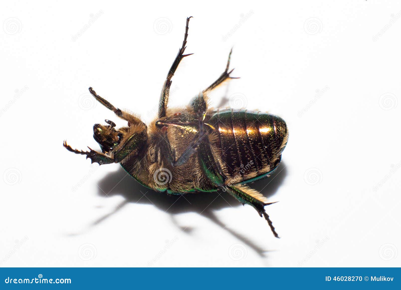 Dead Animal Beetle stock photo. Image of insect, pets - 46028270