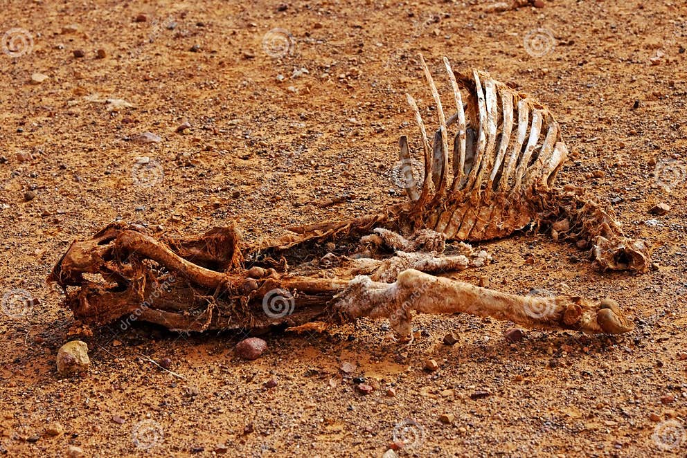 Dead animal in drought stock image. Image of skeleton - 58416857