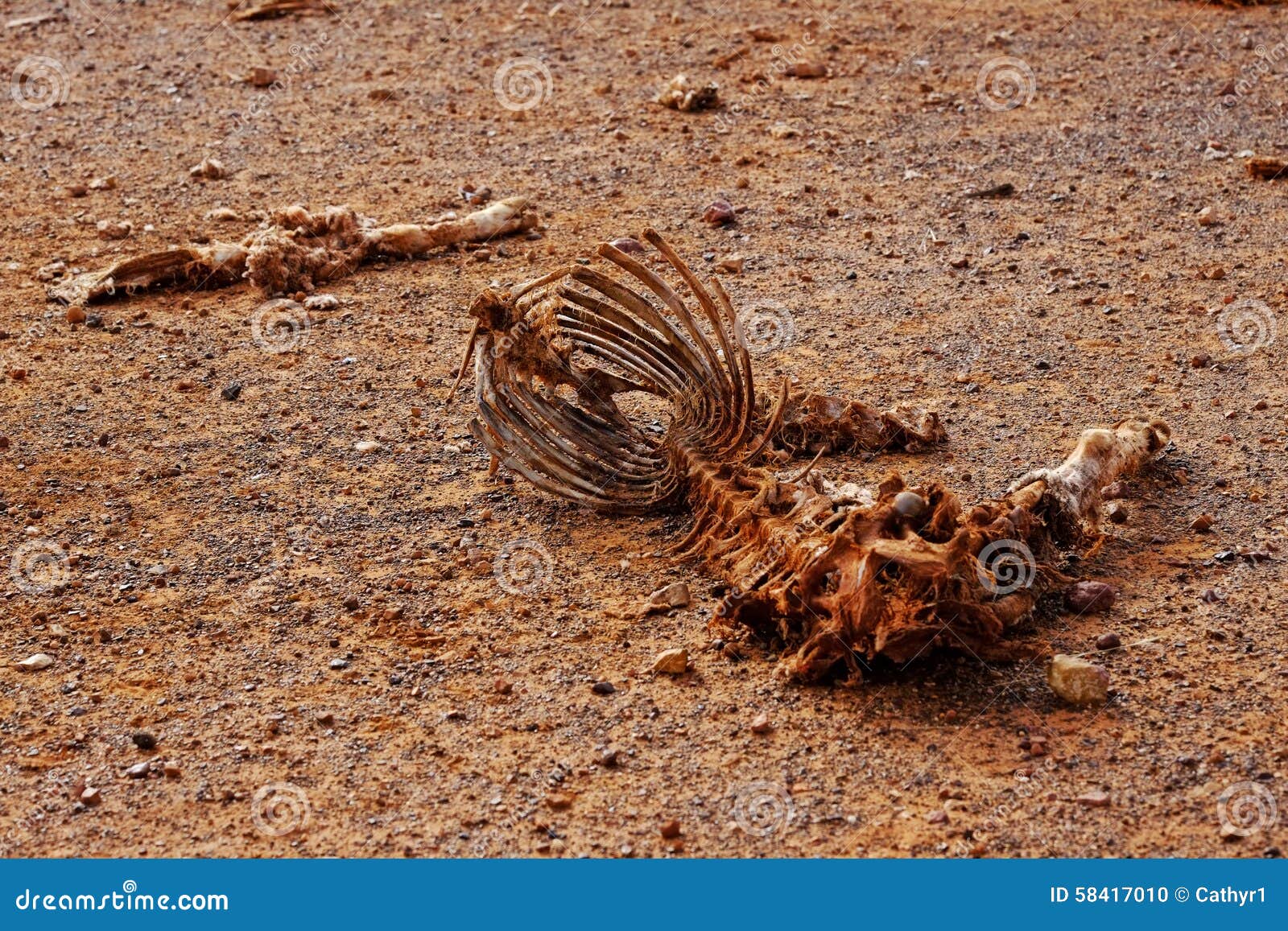 Dead animal in drought stock photo. Image of animal, decomposing - 58417010
