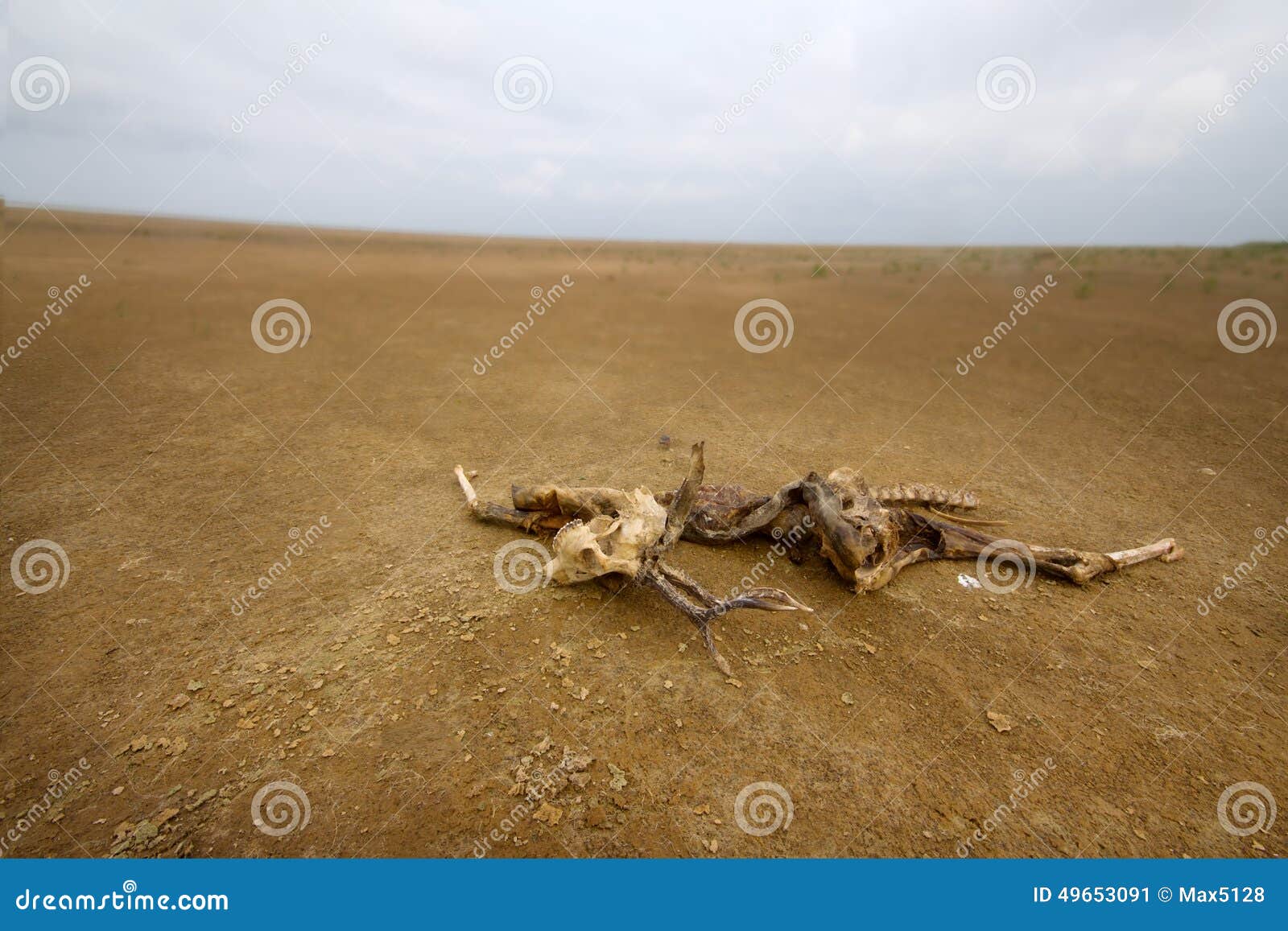 Dead Animal among Sand and Drought Stock Image - Image of shore, nature ...