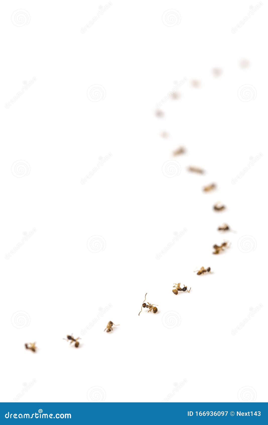 Ants Queue Stock Photography | CartoonDealer.com #27960158
