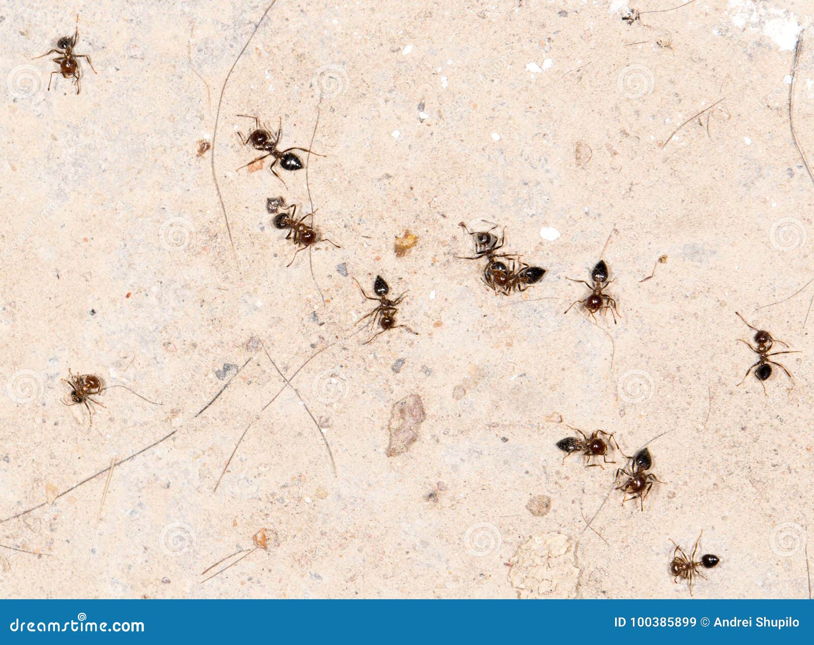 Dead Ants on the Wall. Close-up Stock Image - Image of closeup, working ...