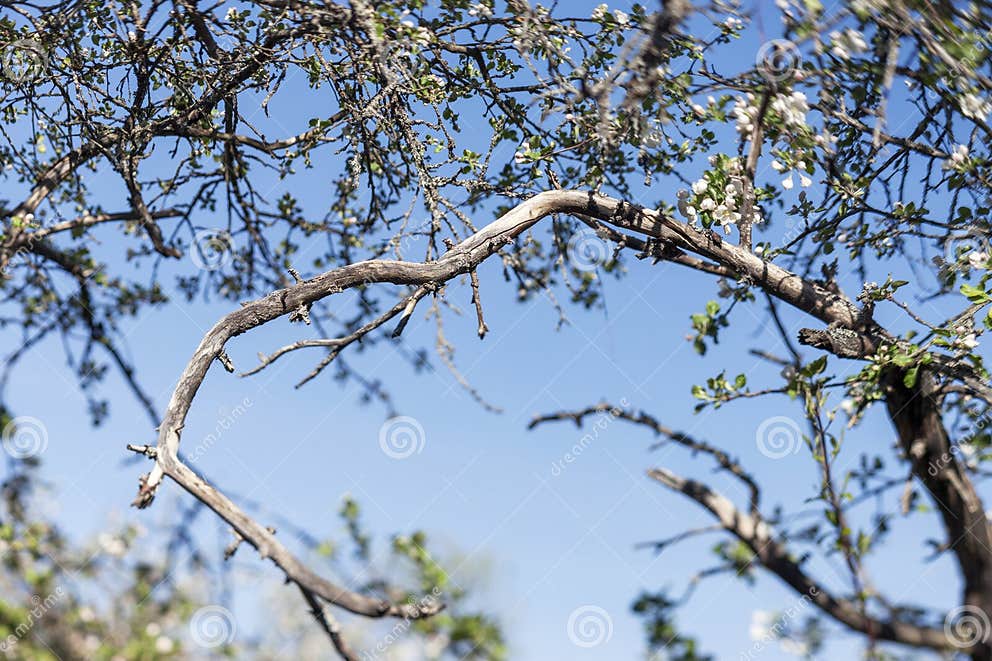 Dead apple tree branch stock image. Image of sunlight - 282135565