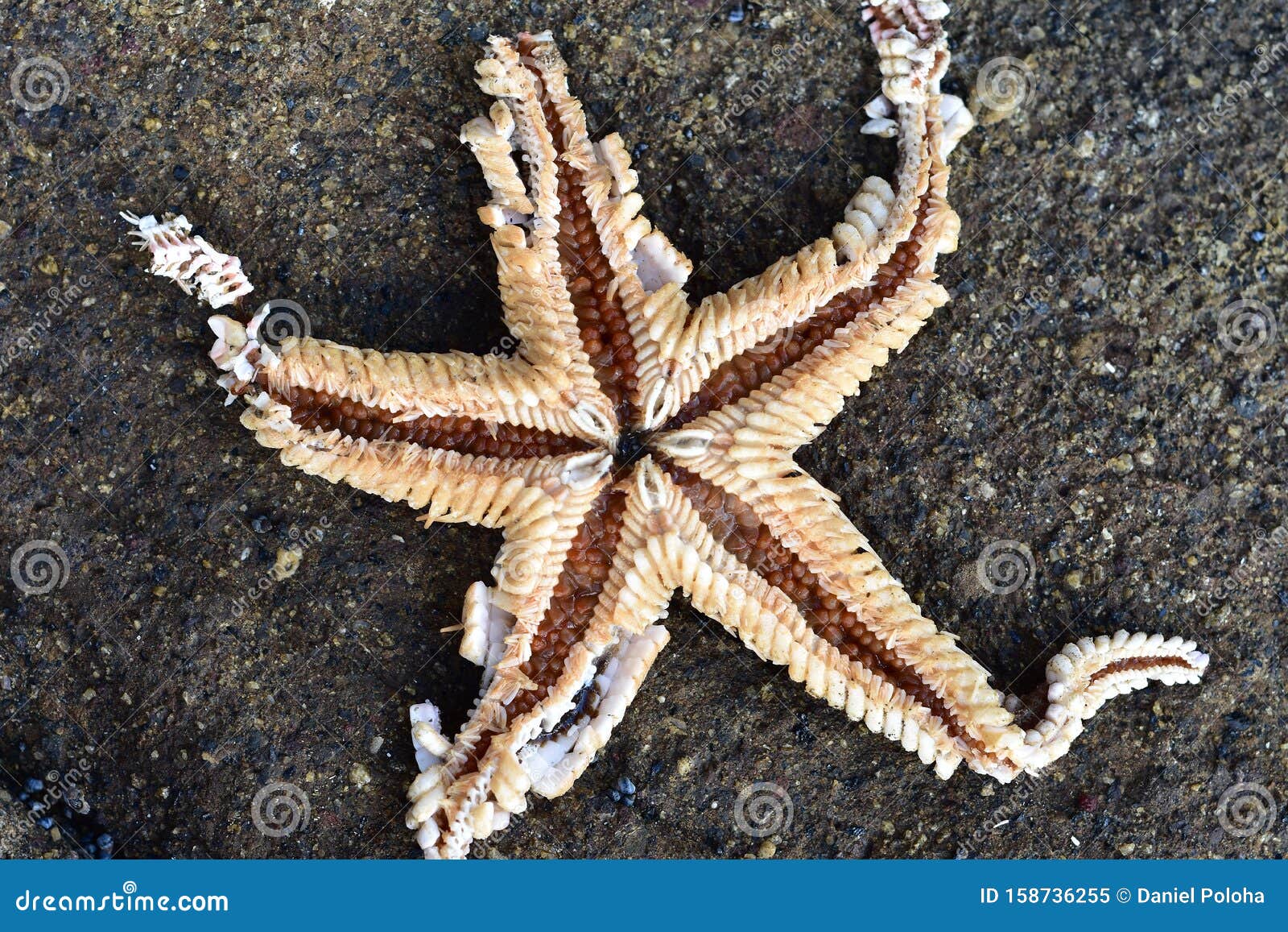 Decomposing Dead Sand Sea Star Stock Image - Image of falling, rock ...