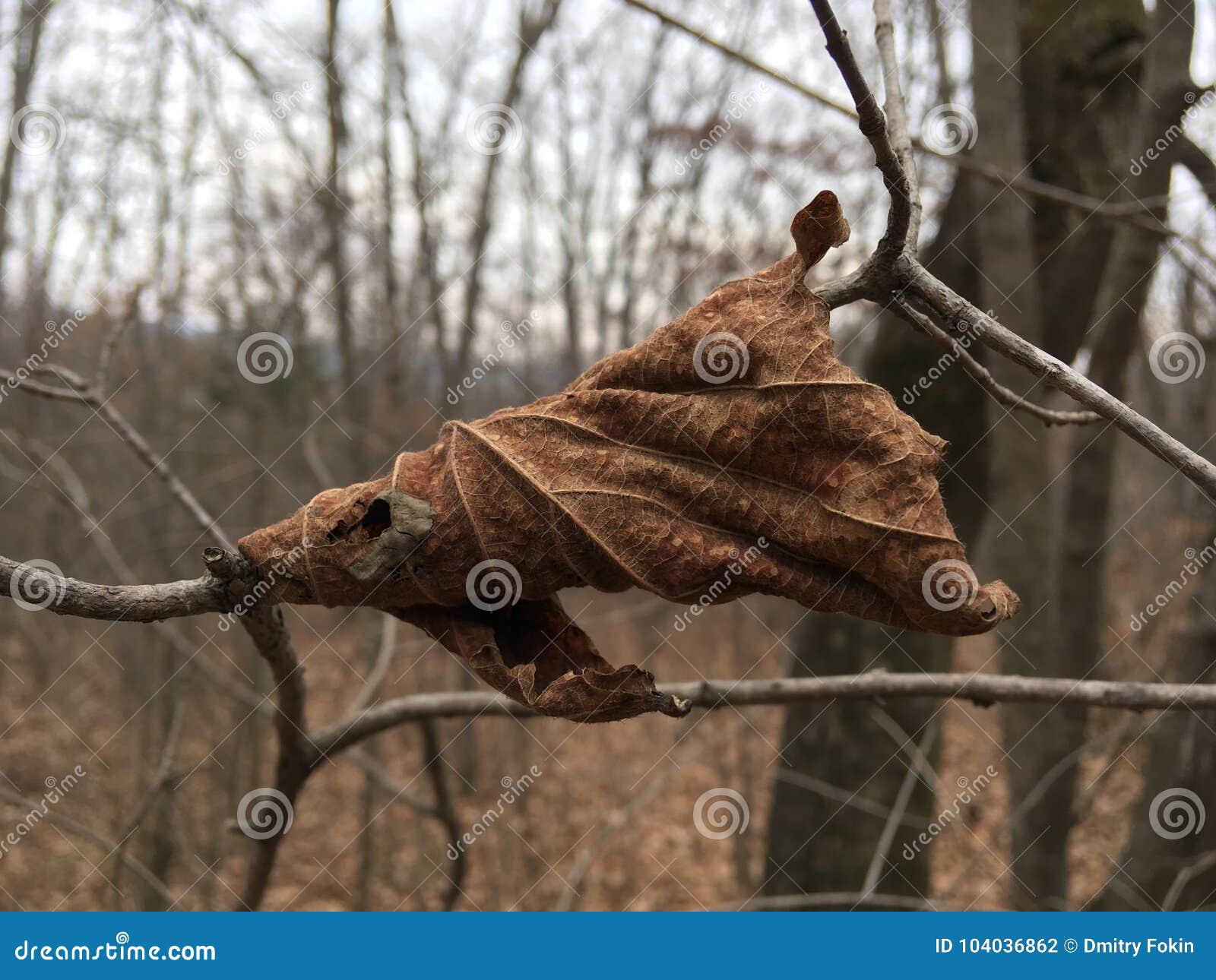 Dead Autumn Leaf, Close-up. Bare Branch. Autumn Nature. Stock Photo ...