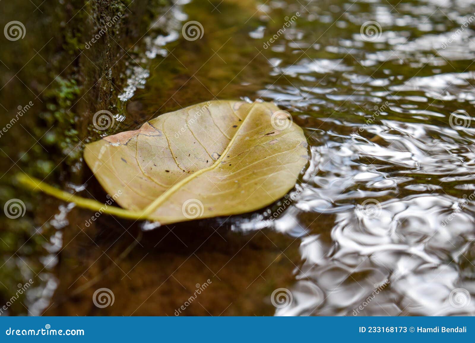 Dead Autumn Leaf Floating on the Water Surface. Stock Image - Image of ...
