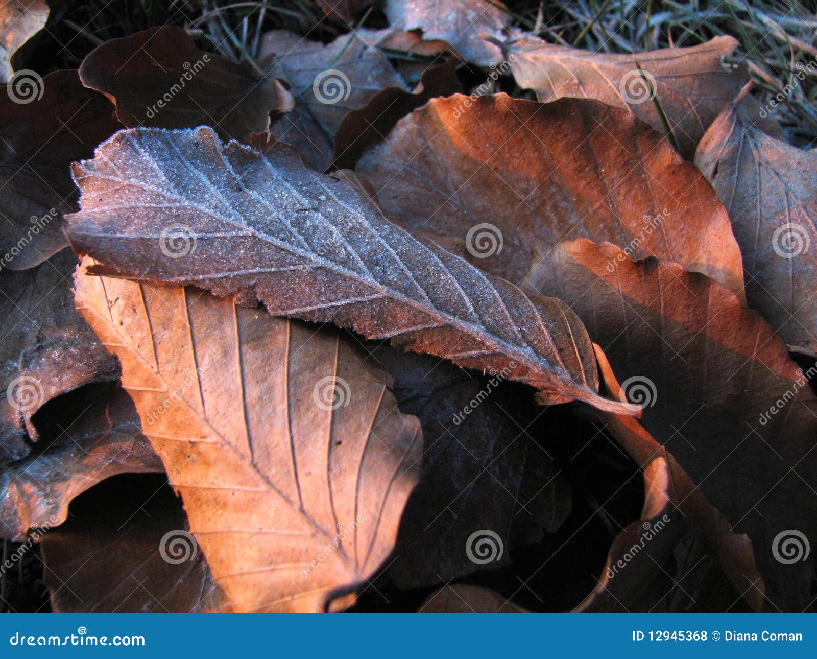 Dead autumn leaves stock photo. Image of wood, seasonal - 12945368