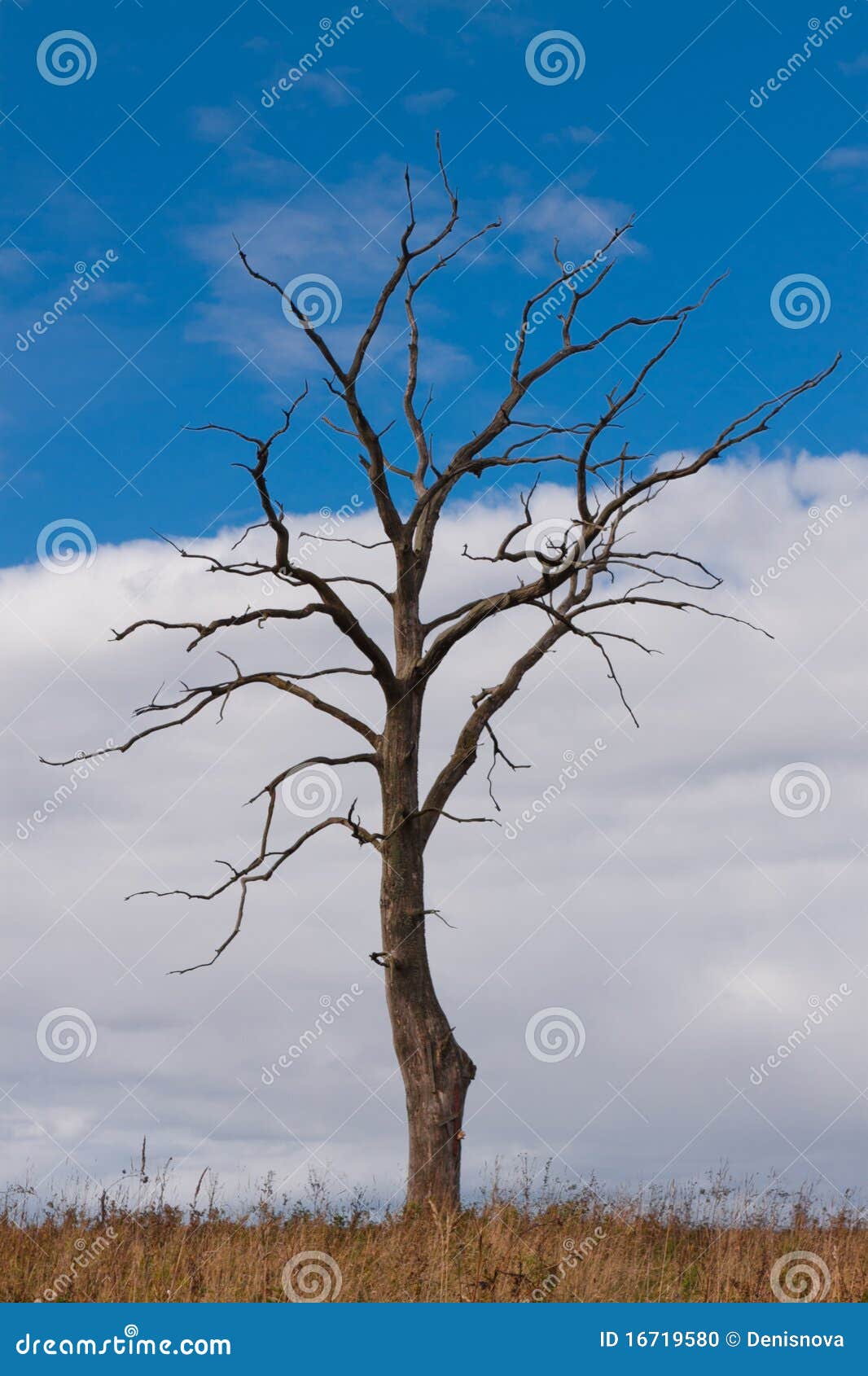 Dead autumn tree stock photo. Image of shadow, plant - 16719580