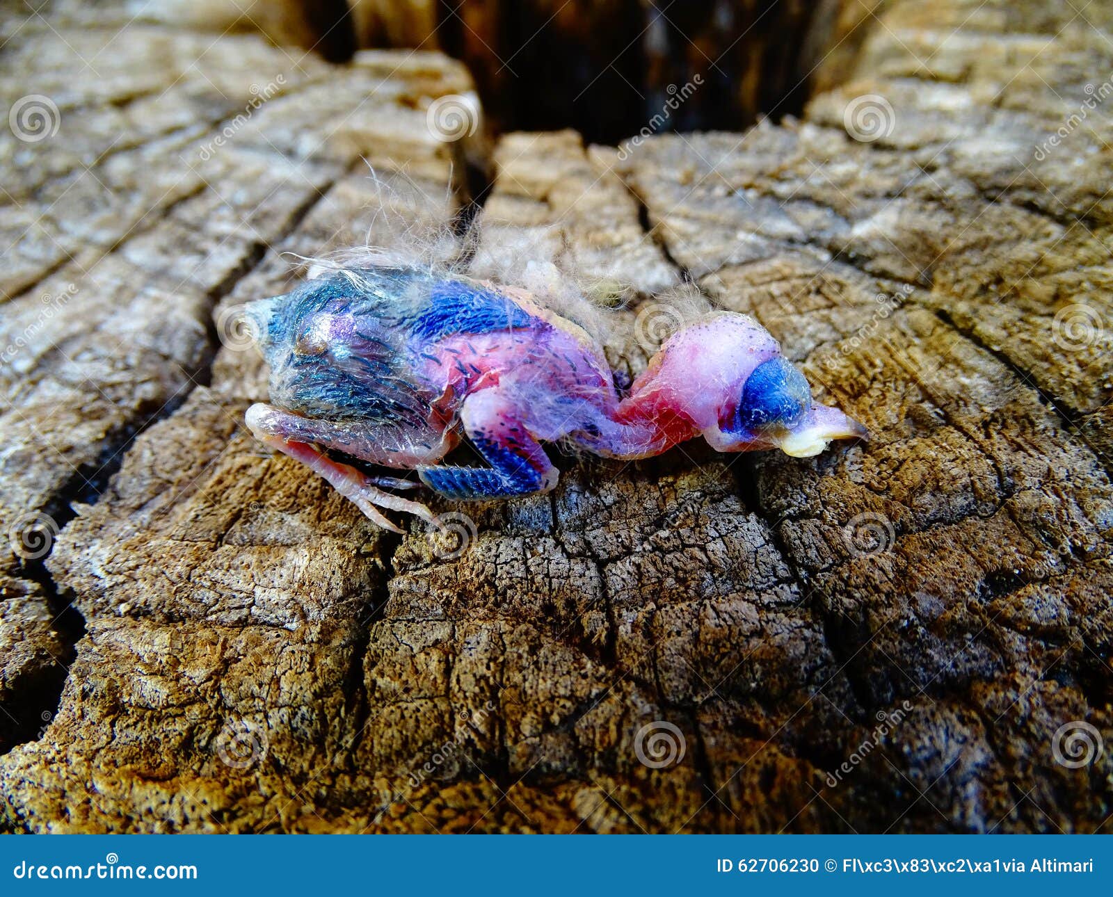 Dead baby bird stock photo. Image of trunk, aiexcl, forests - 62706230
