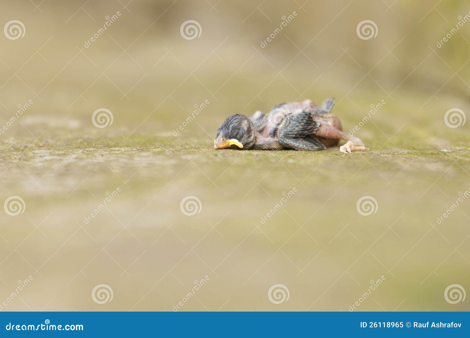 A dead baby robin stock image. Image of board, outdoor - 26118965