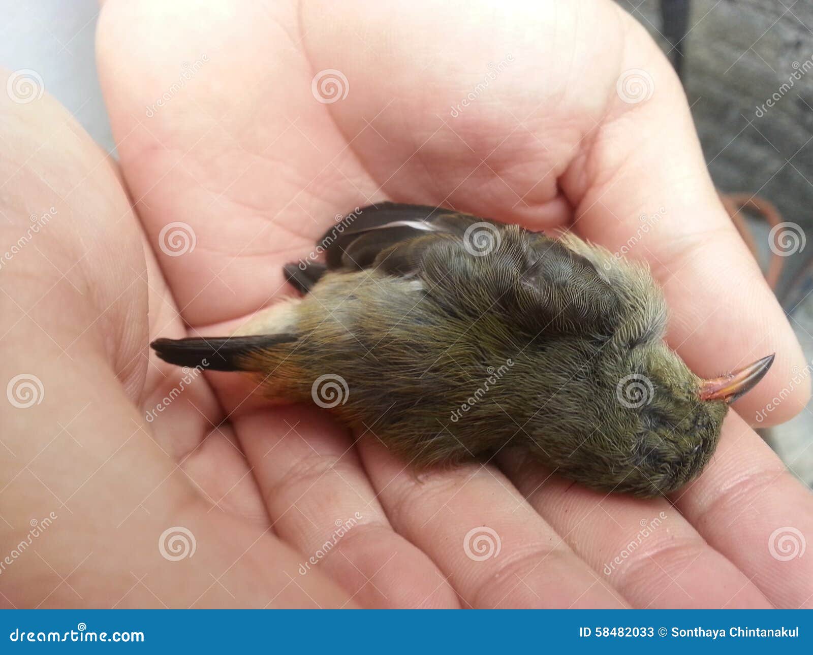 DEAD BABY-SUNBIRD in HANDS stock image. Image of nature - 58482033