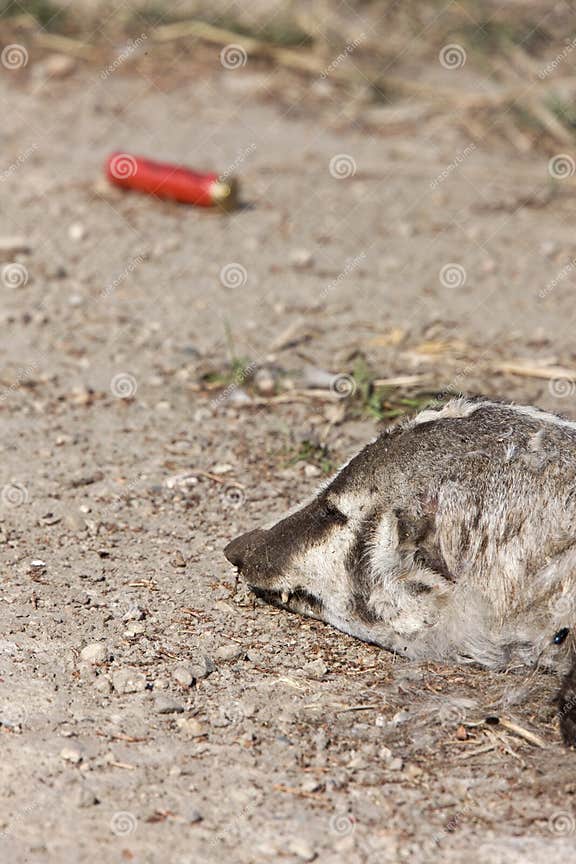 Dead Badger and Shotgun Shell Stock Image - Image of badger, animal ...