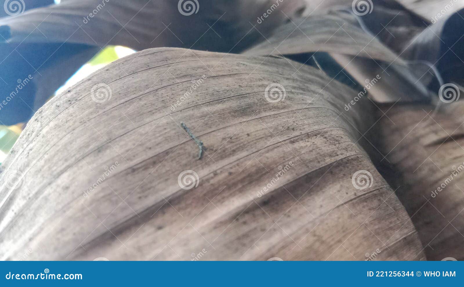 Dead Banana Leaves are Marked with a Brown Color. Stock Photo - Image ...