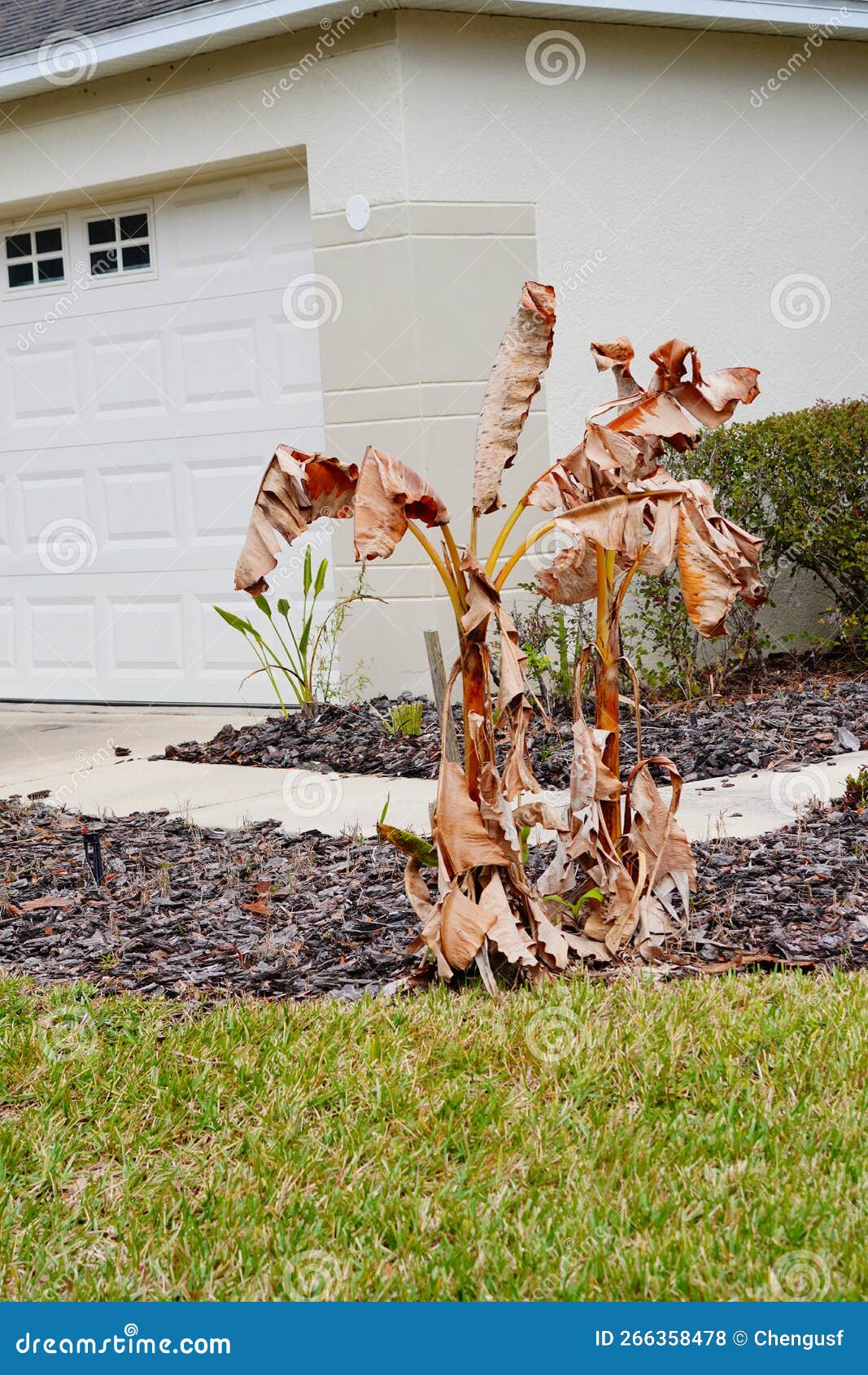 Dead Banana Tree because of Cold Weather Stock Photo - Image of tree ...