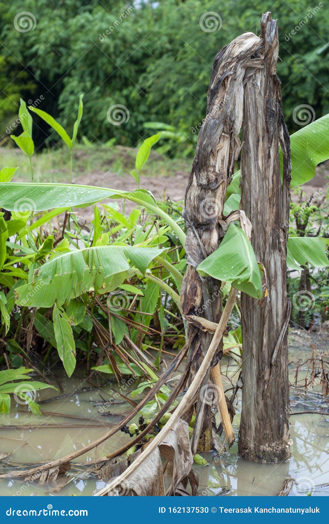 Dead Banana Tree Vertical Photos - Free & Royalty-Free Stock Photos ...