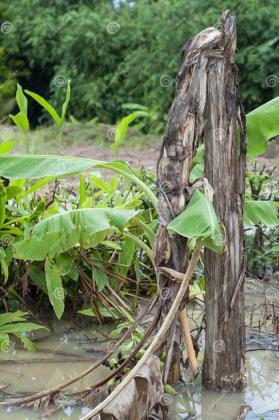 Dead Banana Tree in Flooding Stock Photo - Image of dirt, bush: 162137530