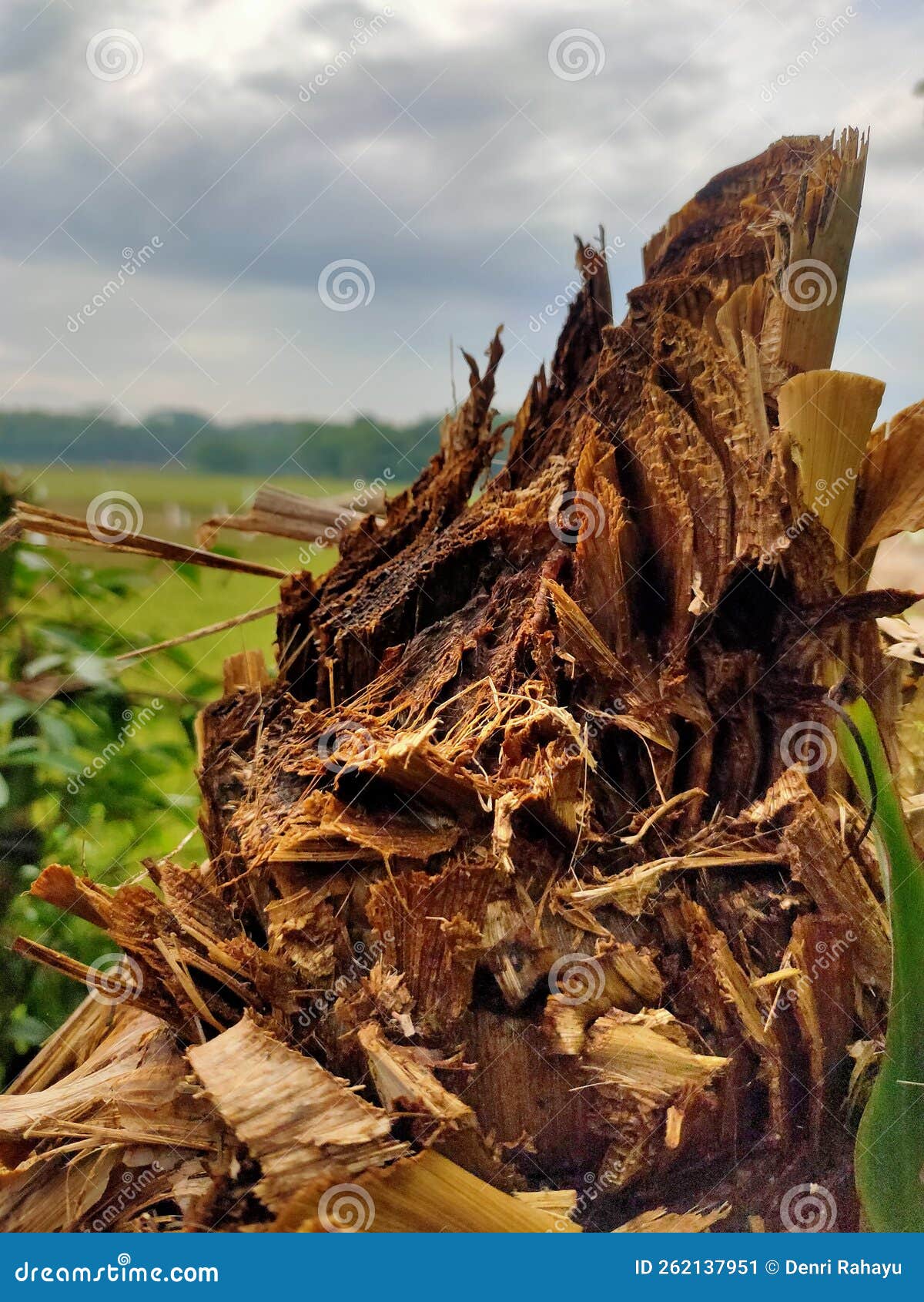 Dead banana tree trunk stock image. Image of dead, moist - 262137951