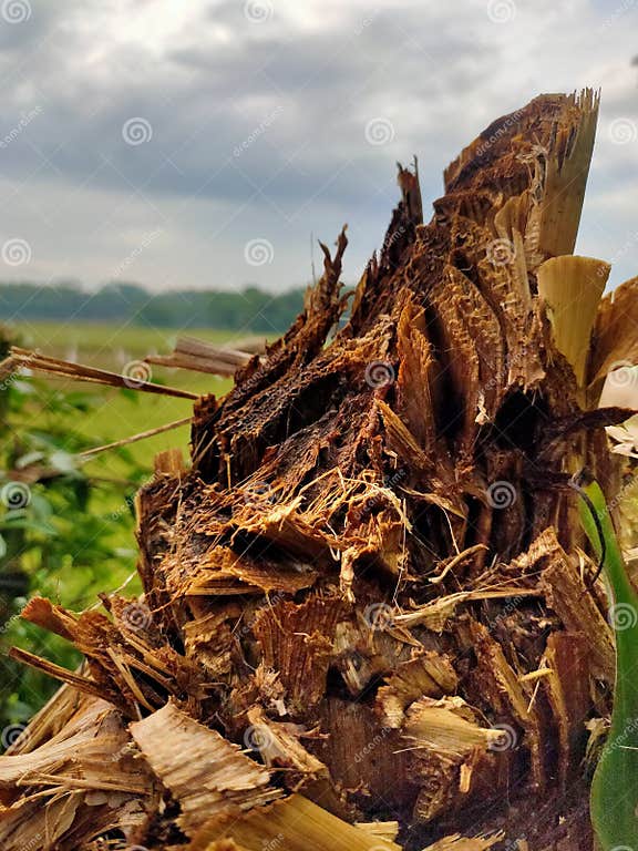 Dead banana tree trunk stock image. Image of dead, moist - 262137951