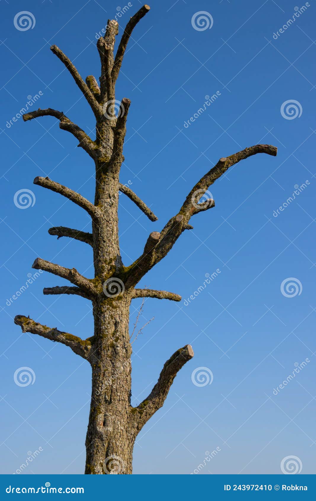 Dead and Bare Tree with Branches Cut Off Stock Photo - Image of pruning ...