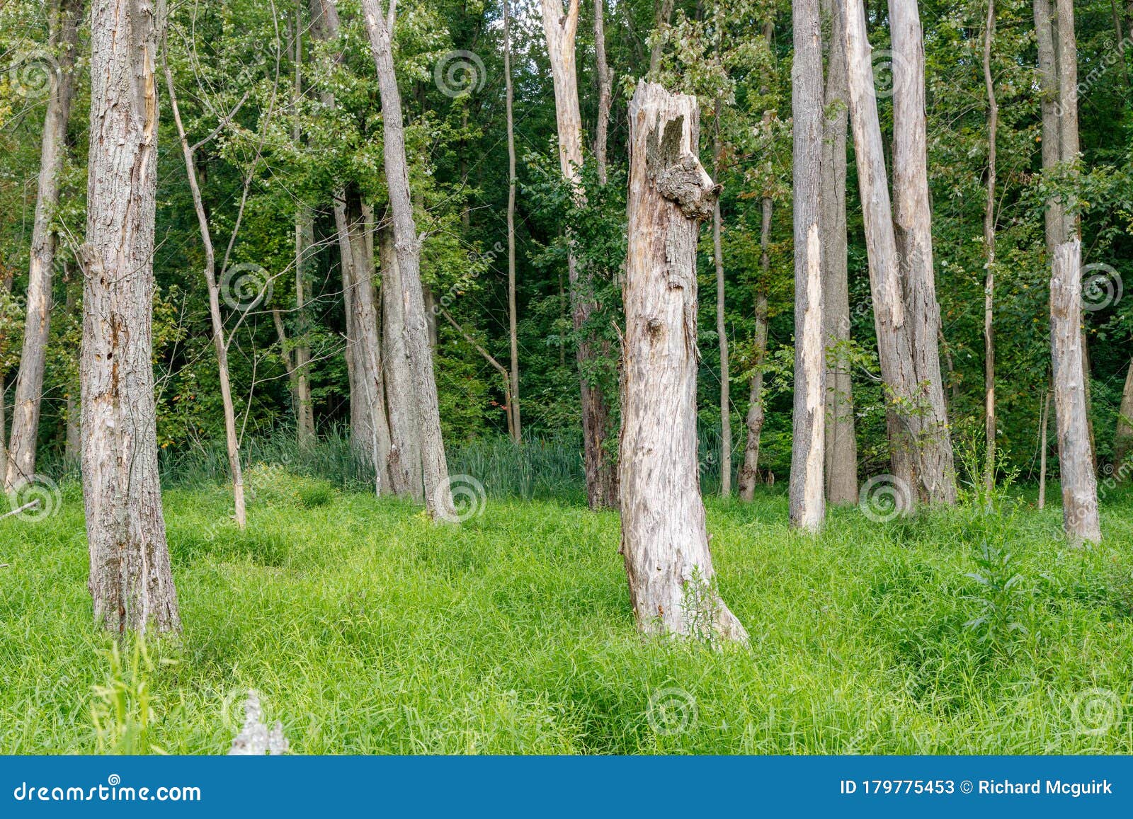 Dead Tree in a Meadow in a Field in a Forest Stock Image - Image of ...