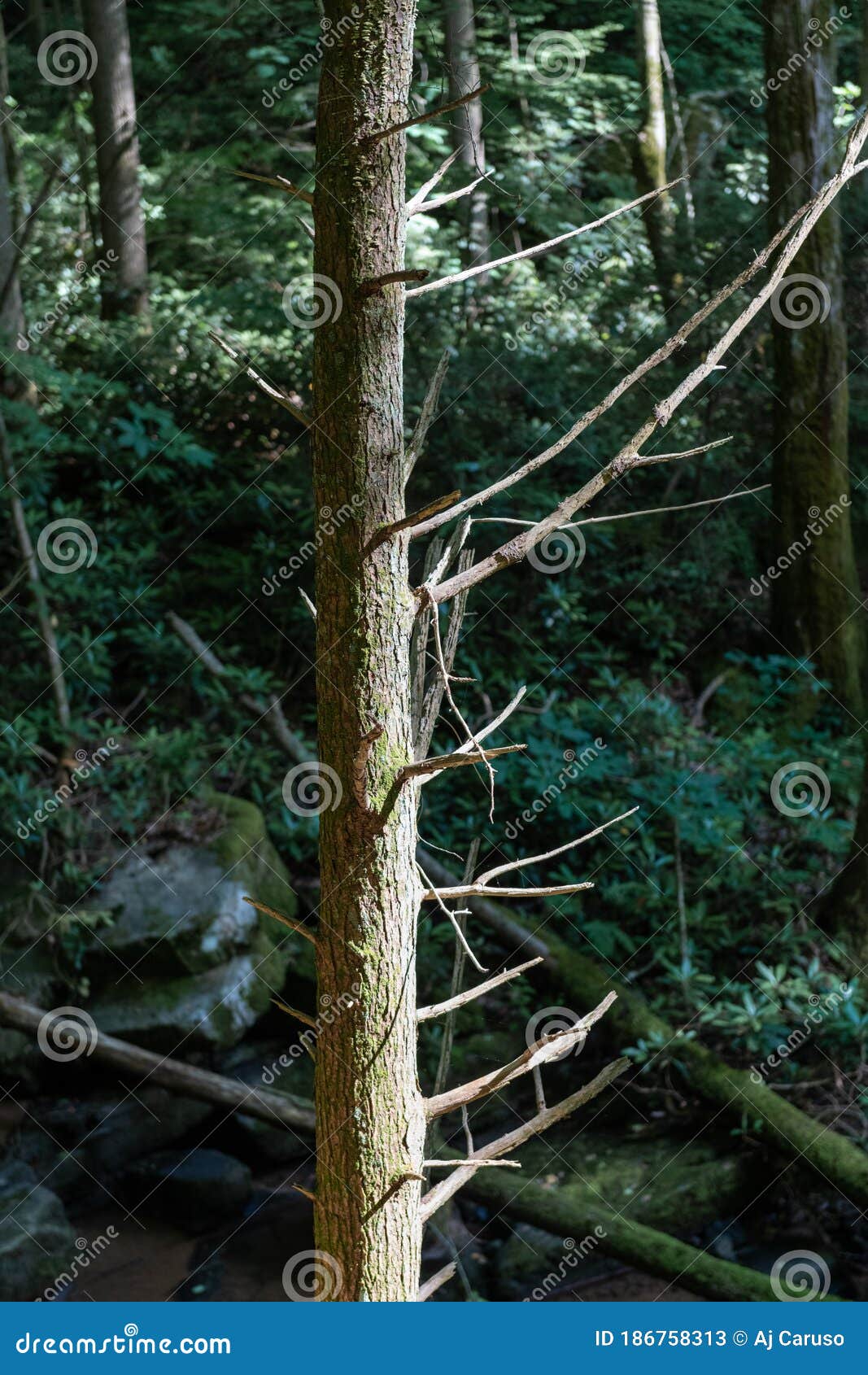 Dead Bare Tree with Sunlight in Lush Forest Stock Image - Image of ...
