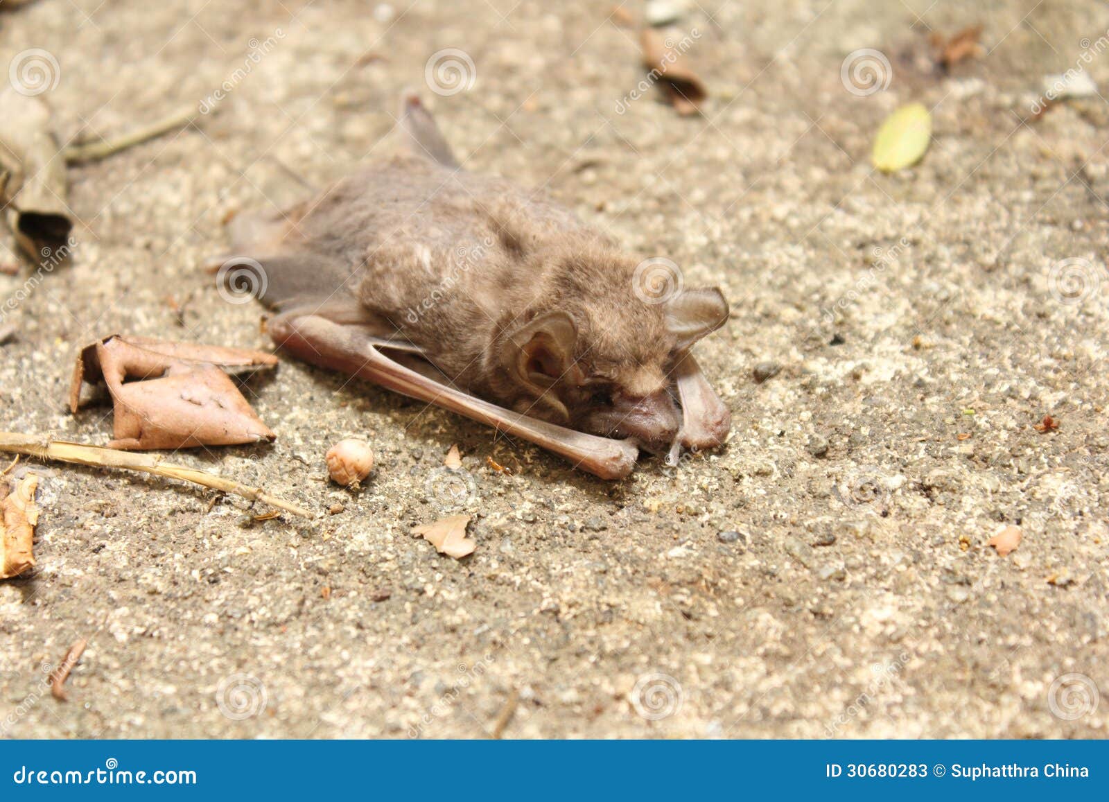Dead bat stock image. Image of pets, small, dead, nature - 30680283