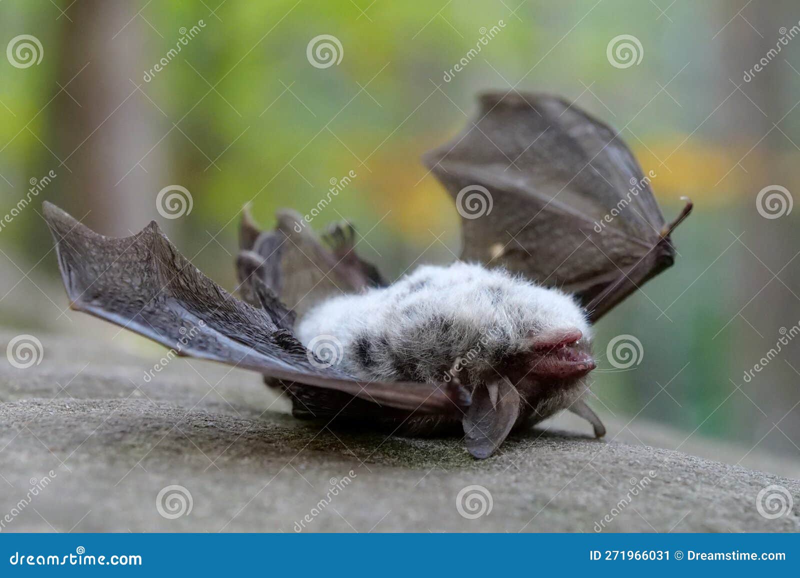 Dead Bat Lies on Its Back on a Stone in Forest Stock Image - Image of ...
