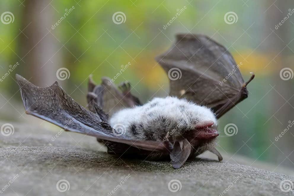 Dead Bat Lies on Its Back on a Stone in Forest Stock Image - Image of ...