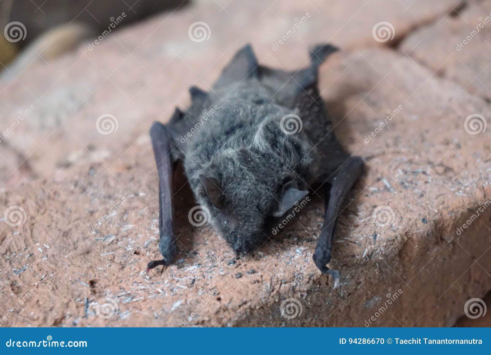 Dead of bat stock photo. Image of creature, vampire, large - 94286670