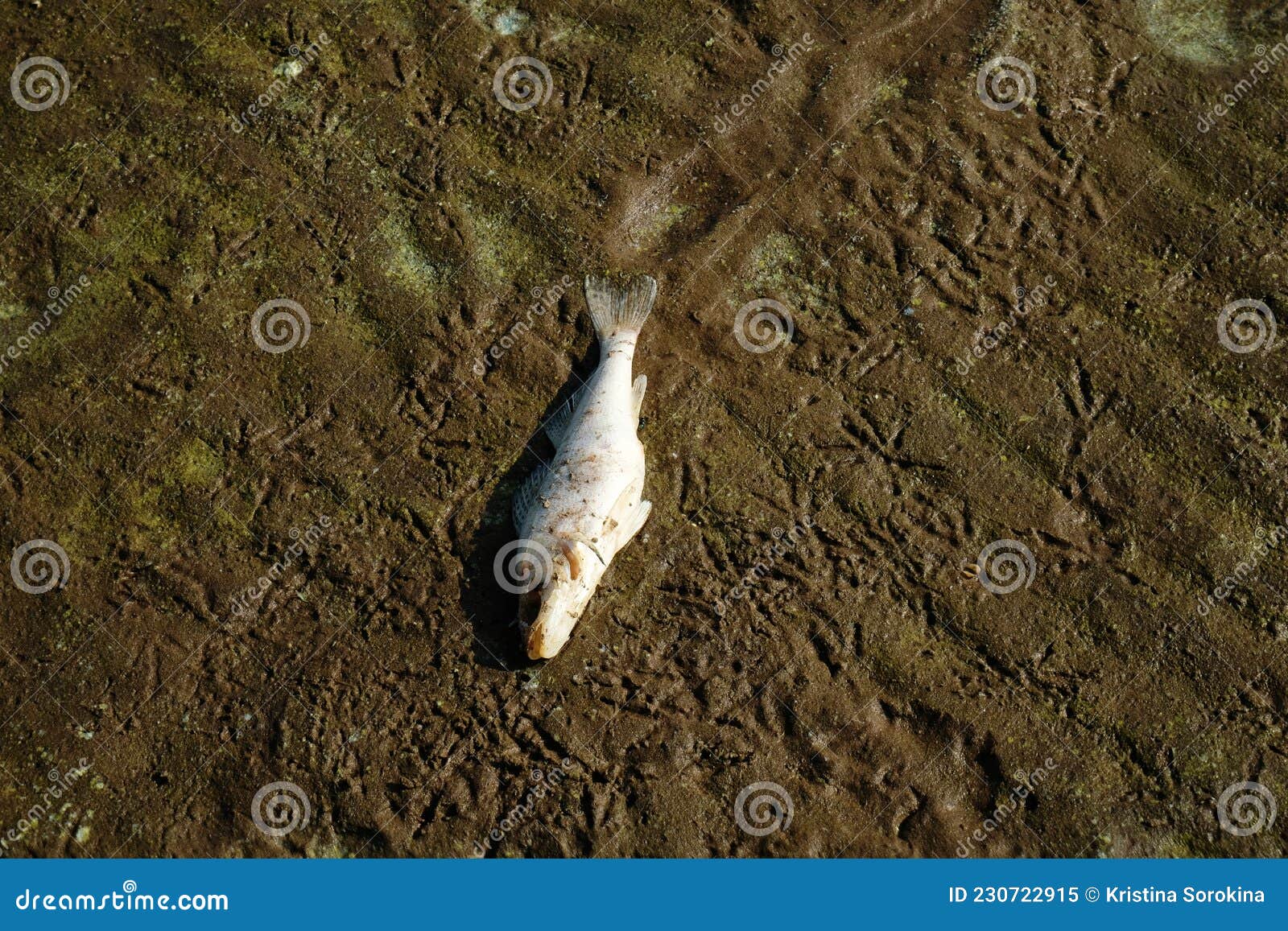 Dead Beached Fish on Sandy Shore after Low Tide, Decomposing Carcass ...