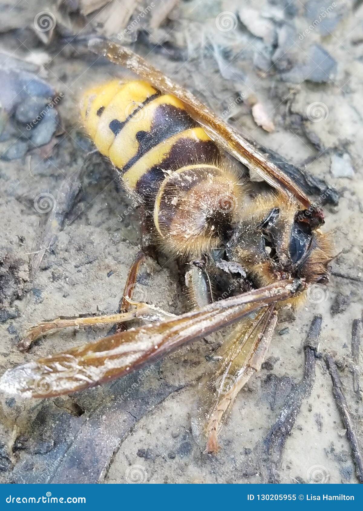 Dead Bee stock image. Image of viruses, pesticide, savethebees - 130205955