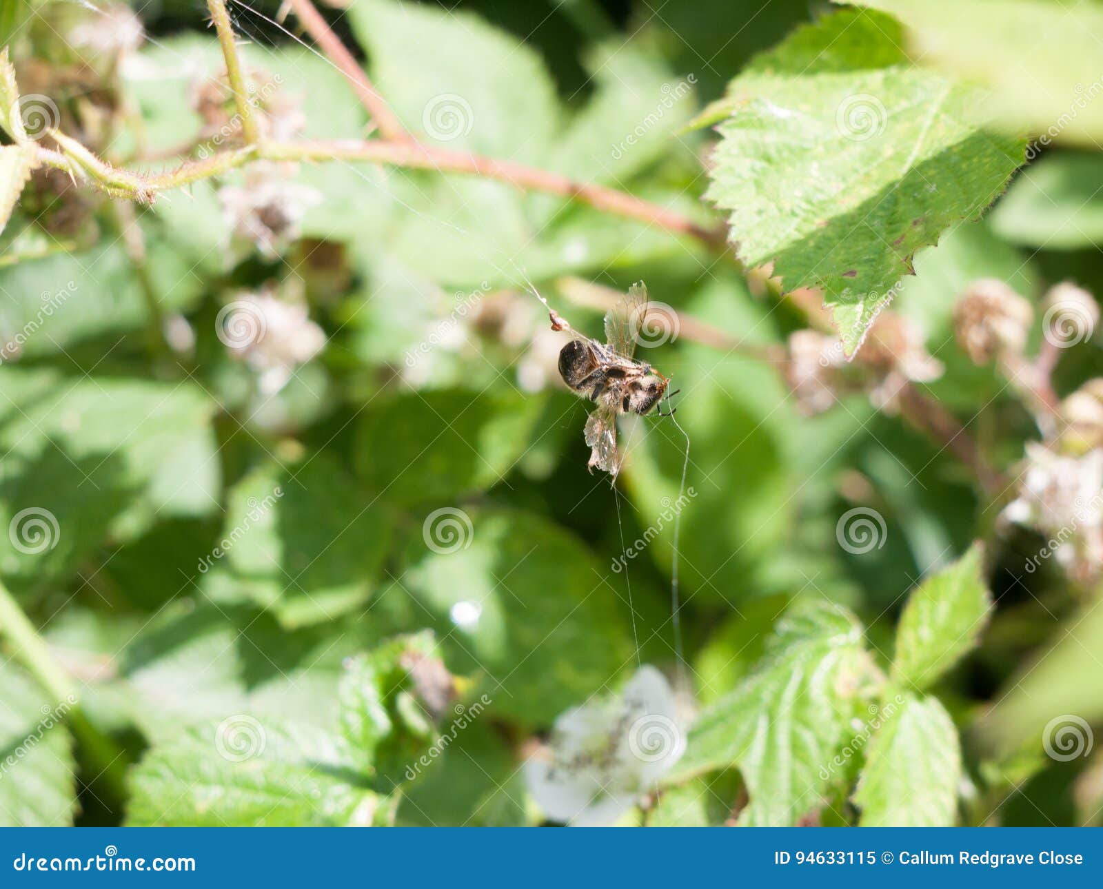 Dead bee caught in web stock image. Image of boxwood - 94633115