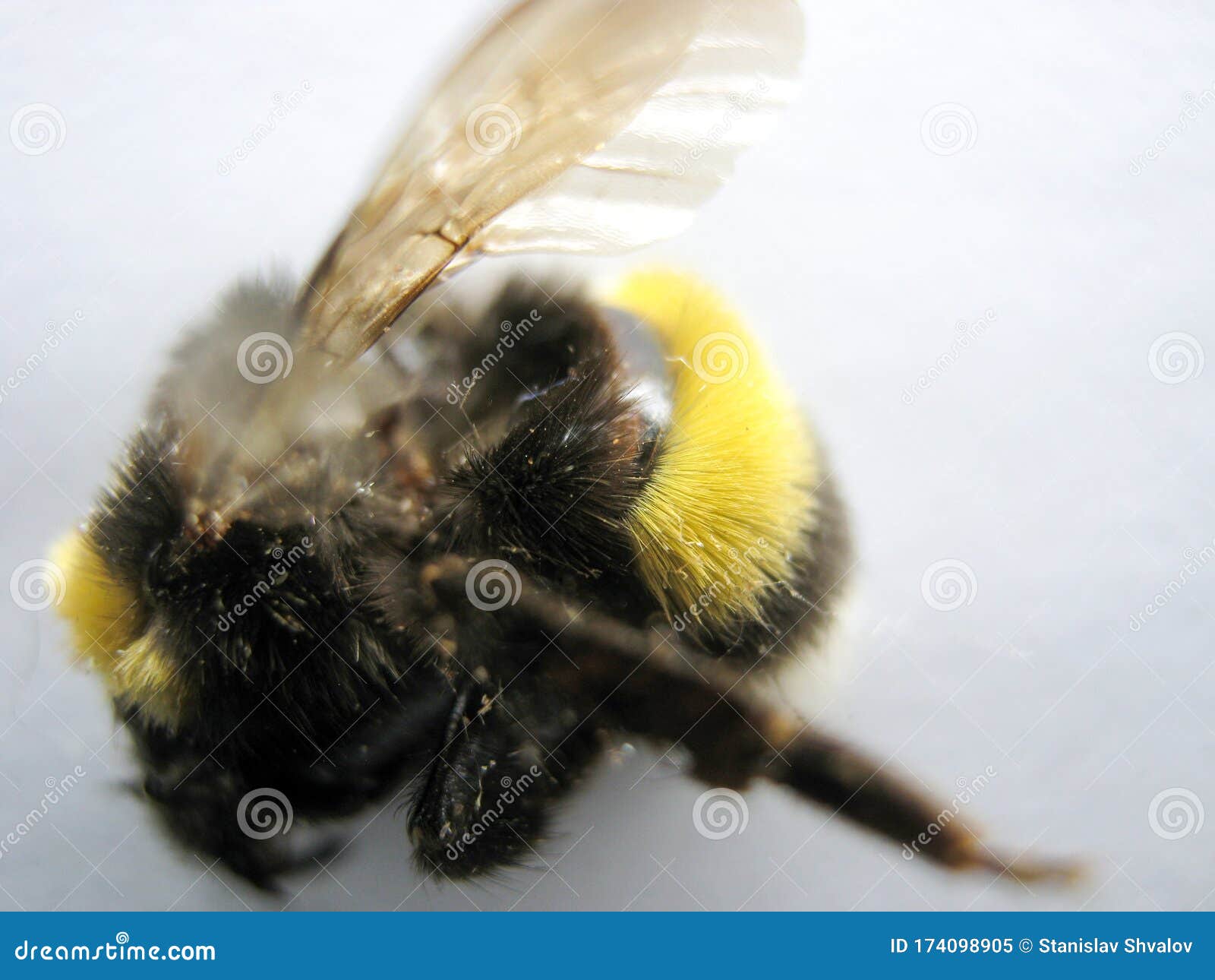 Dead Bee Close-up. the Dead Bumblebee Stock Image - Image of beekeeping ...
