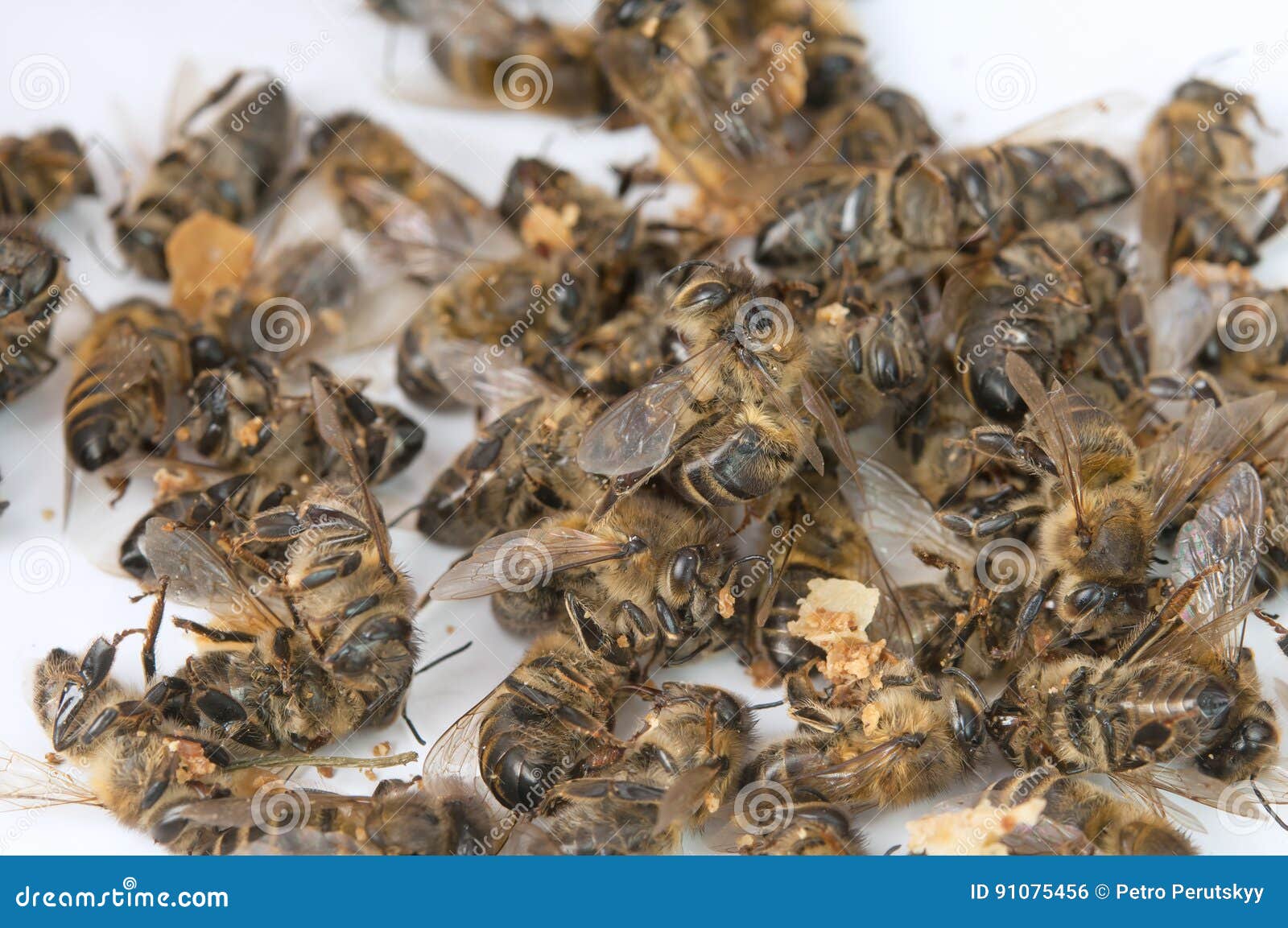 Dead bee stock photo. Image of animals, wildlife, substance - 91075456