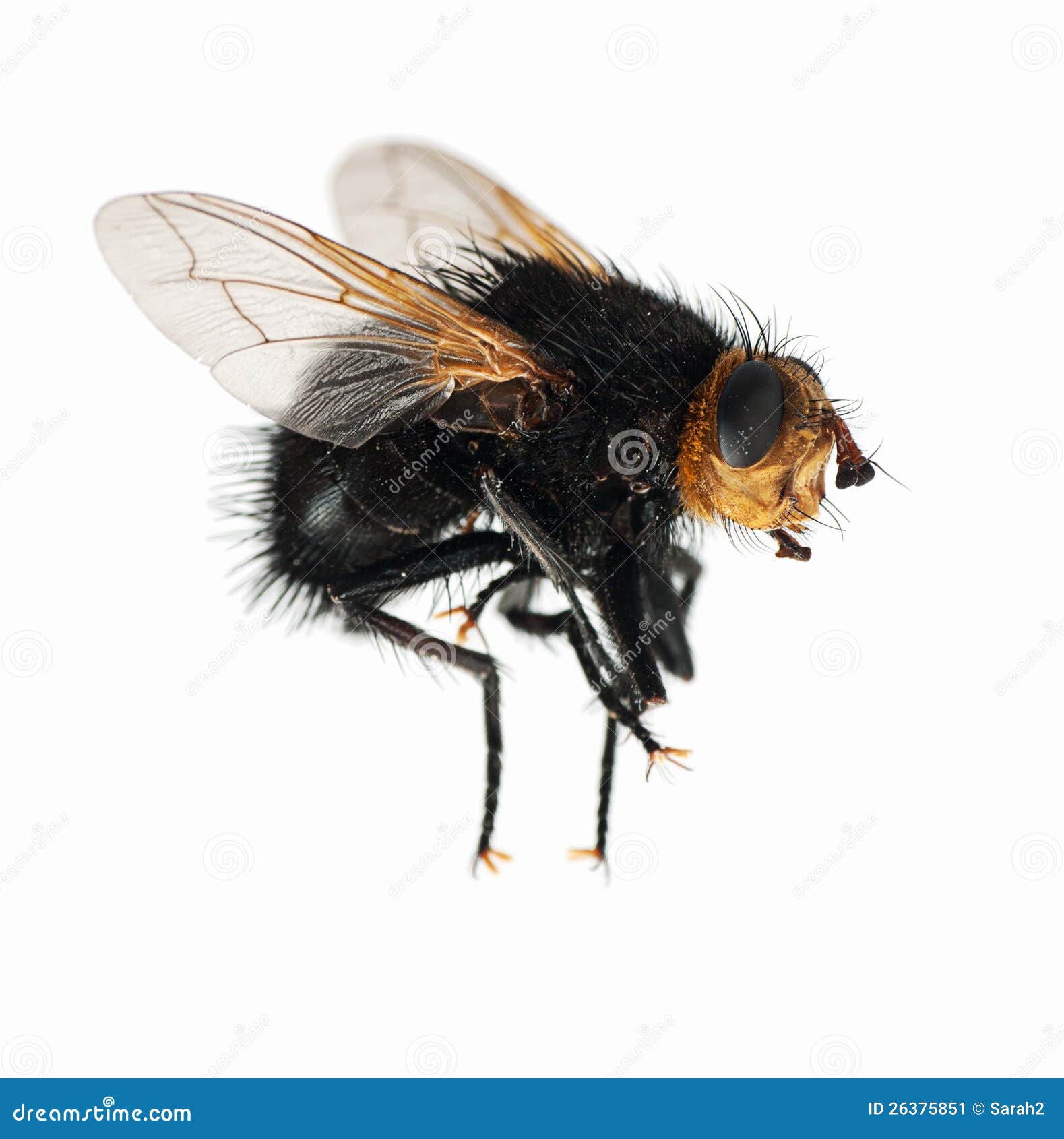 Dead Bee Closeup Macro, Over White Stock Image - Image of black ...
