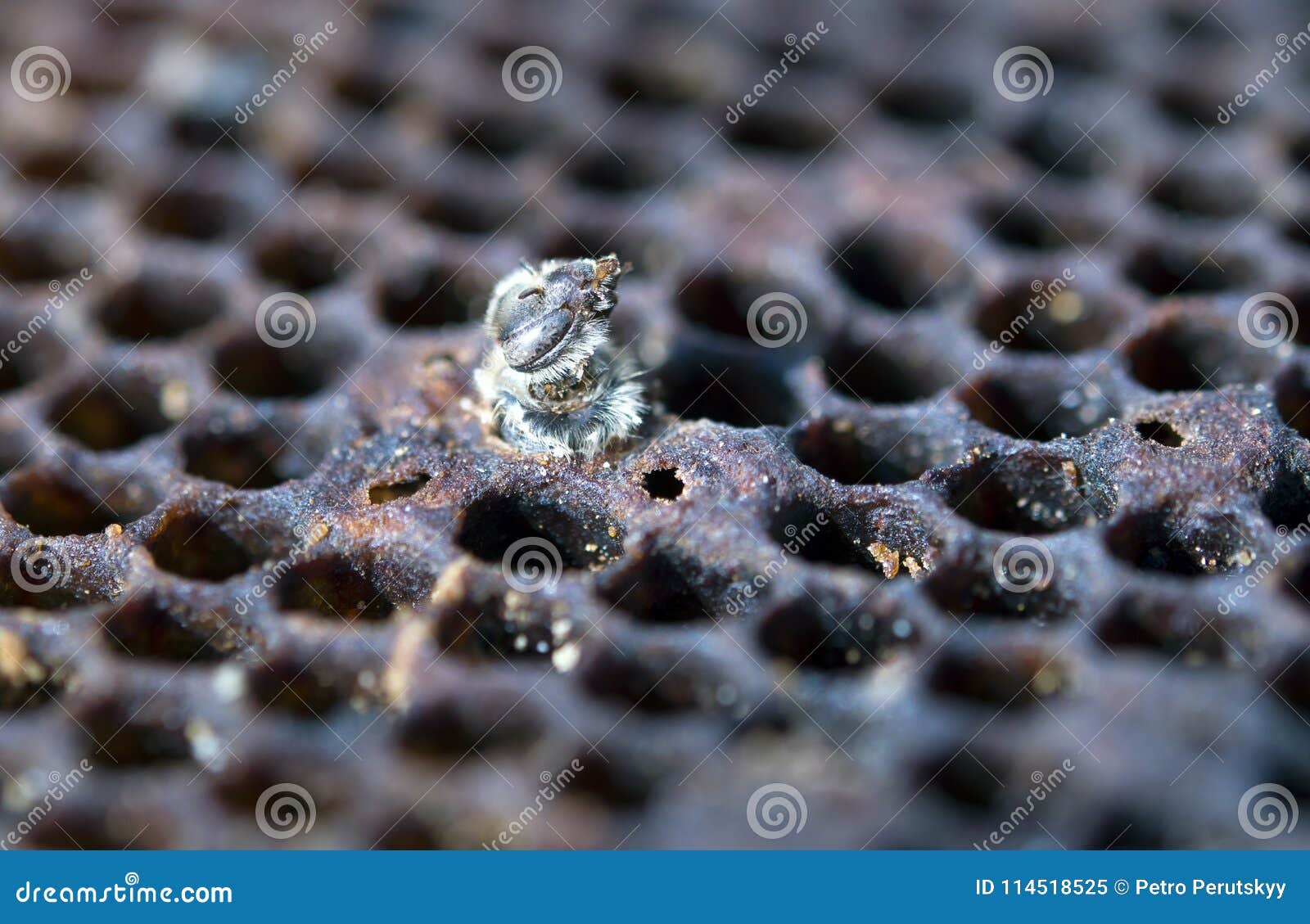 Dead bee stock image. Image of dead, macro, wildlife - 114518525