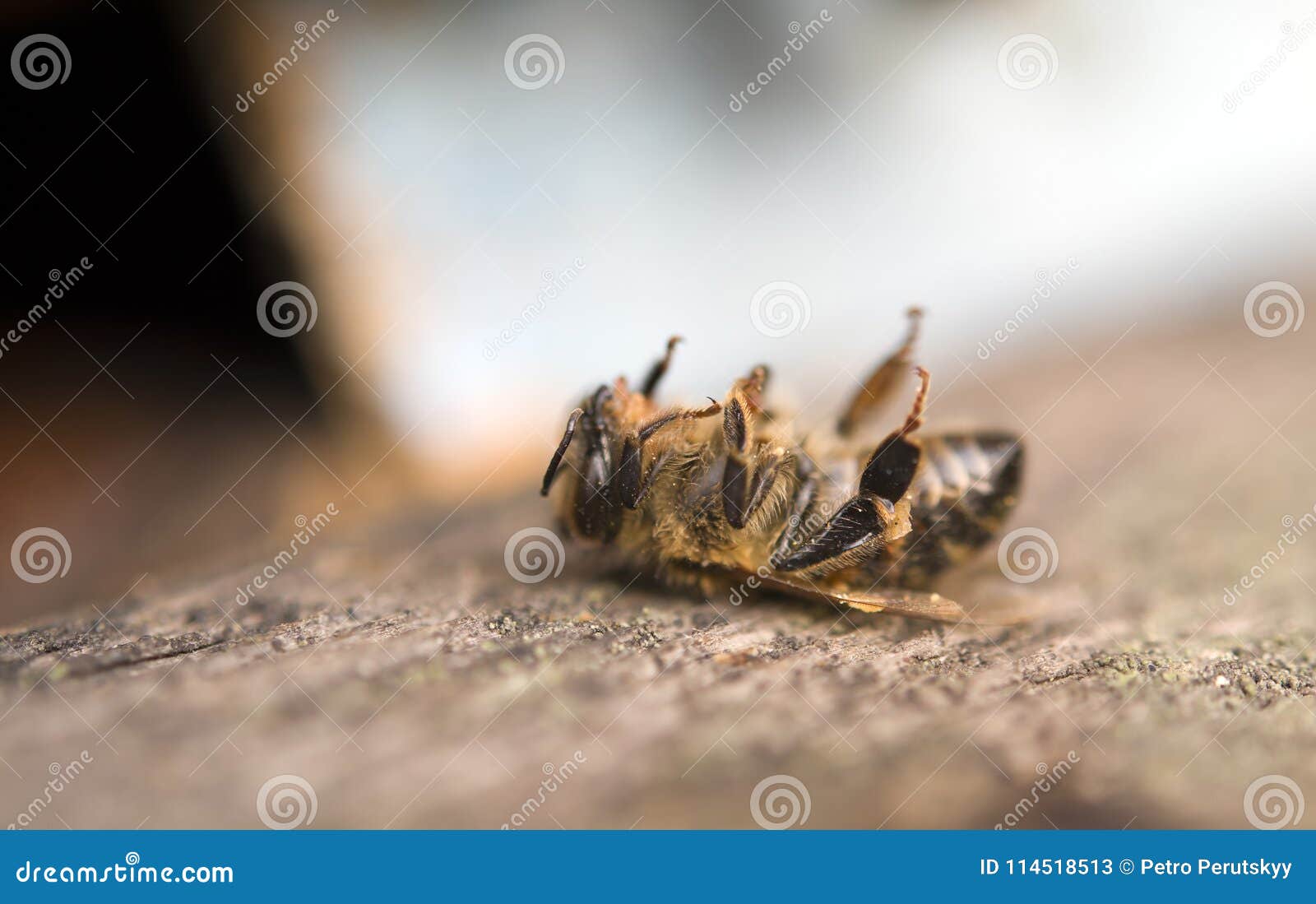 Dead bee stock image. Image of closeup, wildlife, dangerous - 114518513