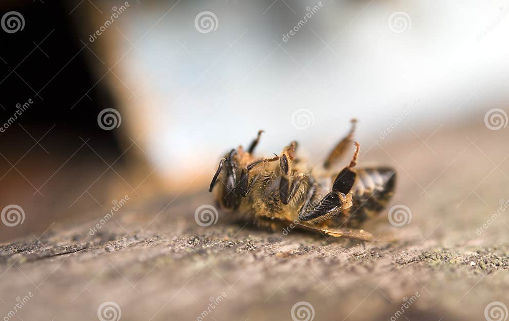 Dead bee stock image. Image of closeup, wildlife, dangerous - 114518513