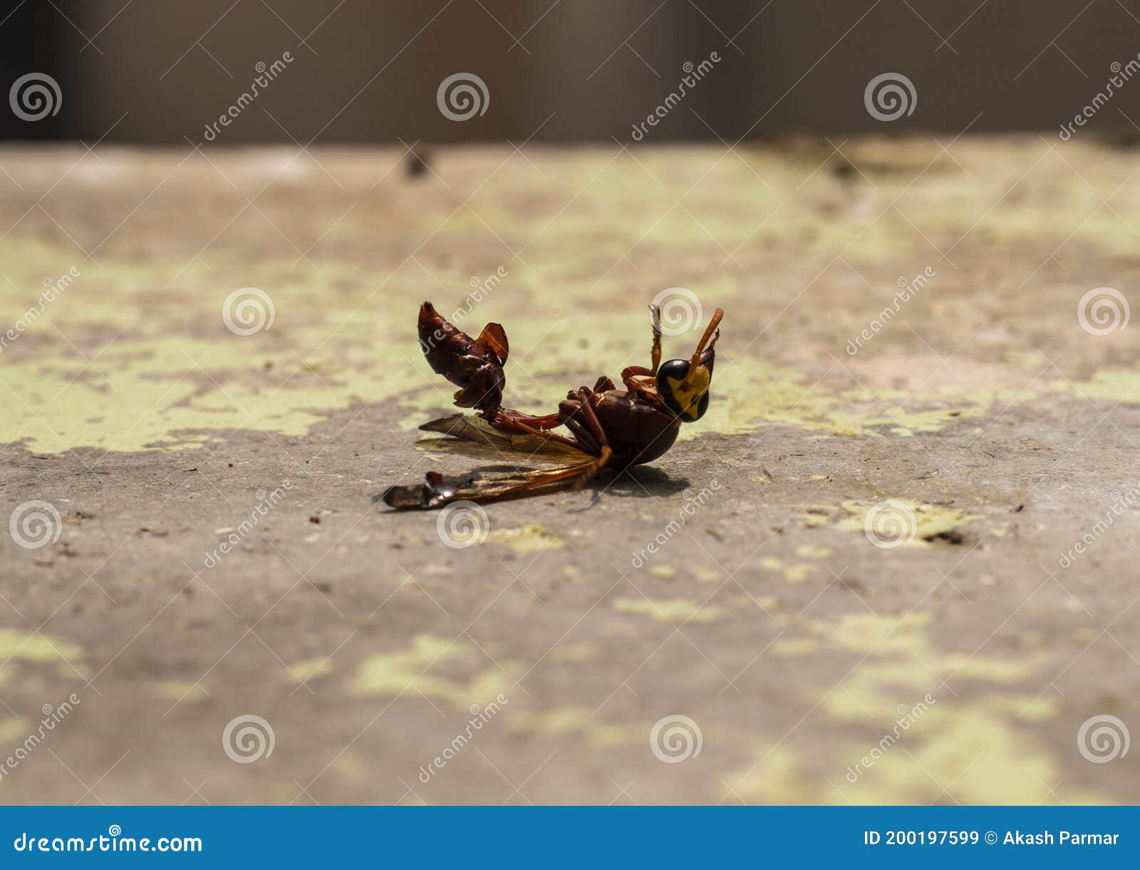 Dead Bee on the Floor. Dead Insects Stock Image - Image of natural ...