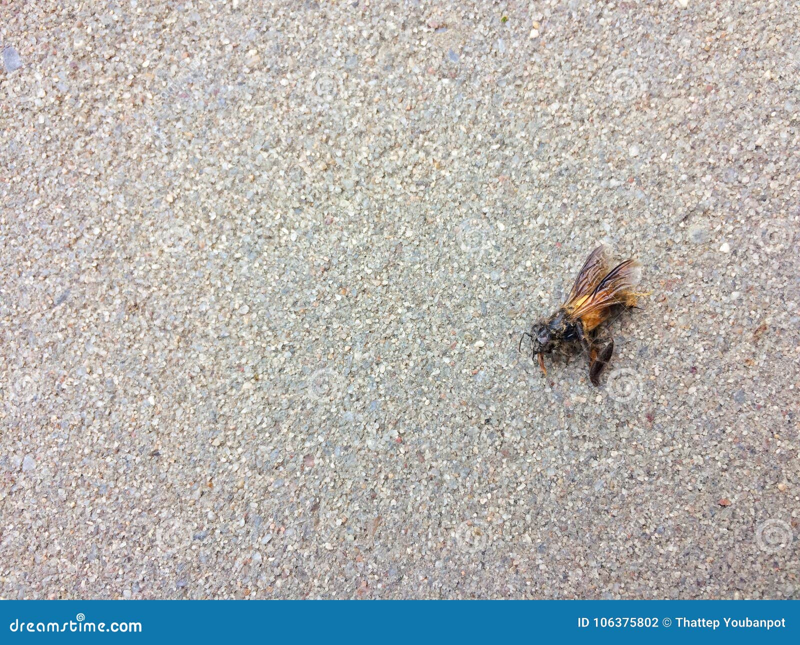 A Dead Bee on the floor. stock photo. Image of closeup - 106375802