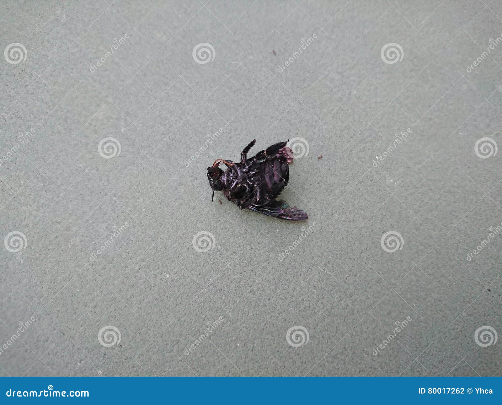 Dead bee stock photo. Image of huge, fallen, died, insect - 80017262