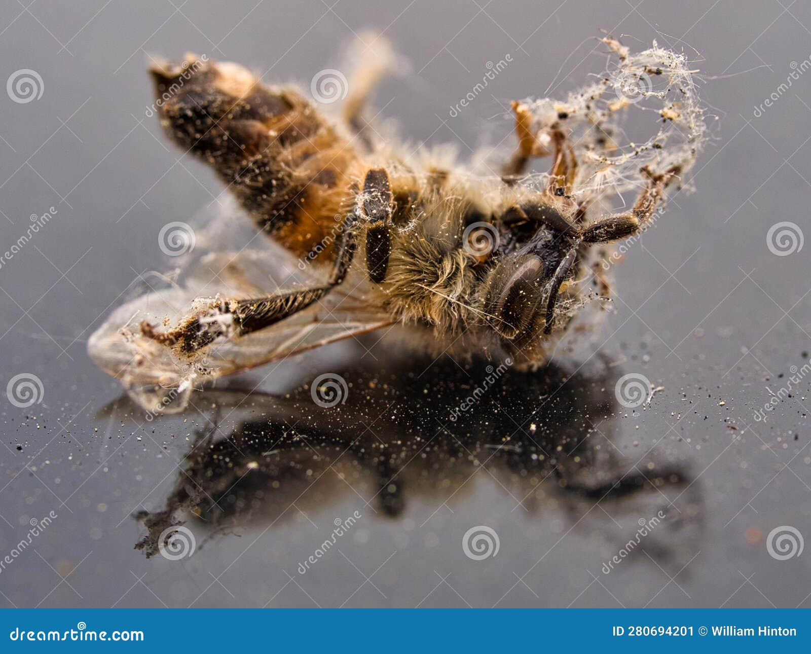 Dead Bee Laying on Its Back Decomposing. Stock Image - Image of macro ...