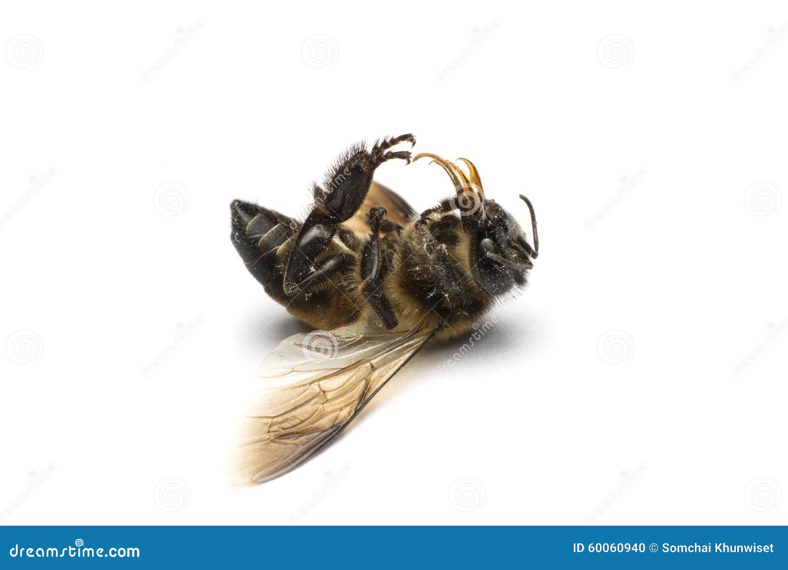 Dead bee stock photo. Image of apidae, apis, insect, life - 60060940