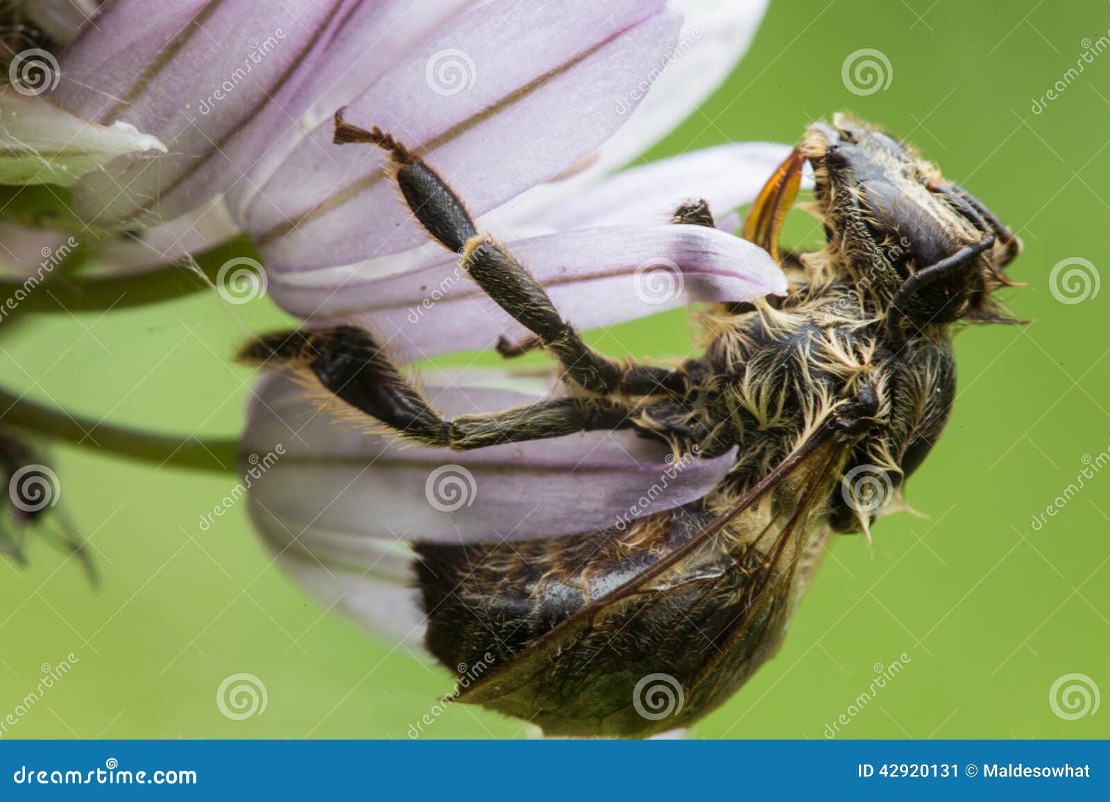 Dead bee stock image. Image of death, problem, beneficial - 42920131