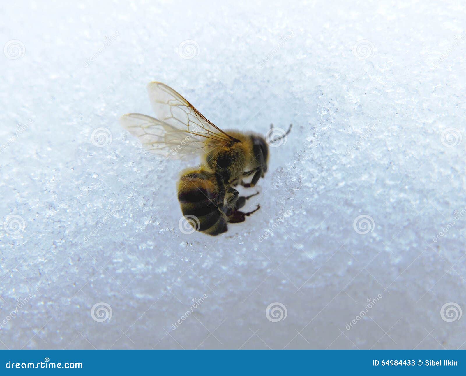 Dead Bee and Snow at Winter Stock Image - Image of snow, leaf: 64984433