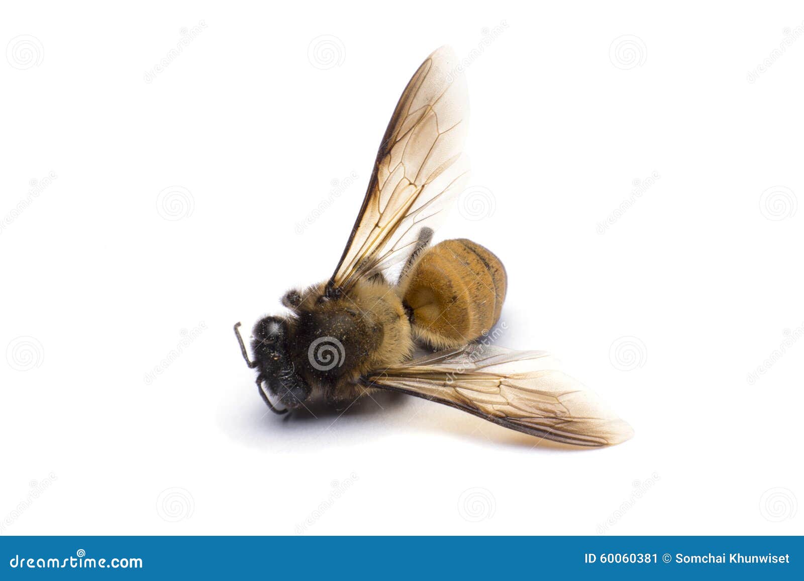 Dead bee stock image. Image of insect, dead, apis, hymenoptera - 60060381