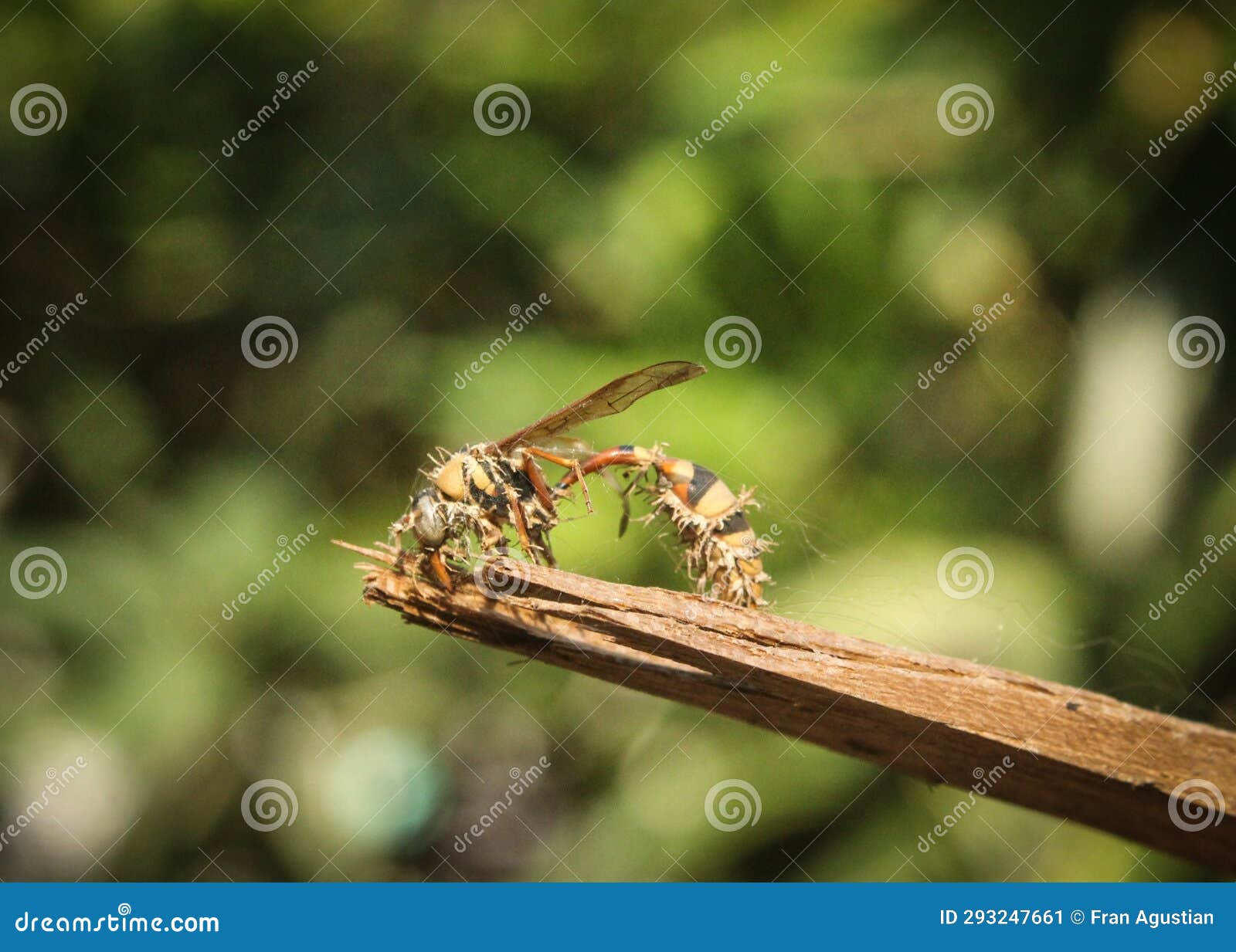 Dead bee stuck to a log stock image. Image of nature - 293247661